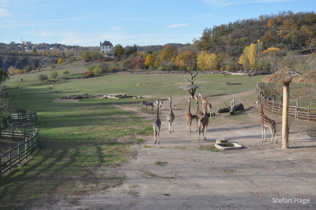 Prague Zoo: de bijzondere, schitterende dierentuin van Praag