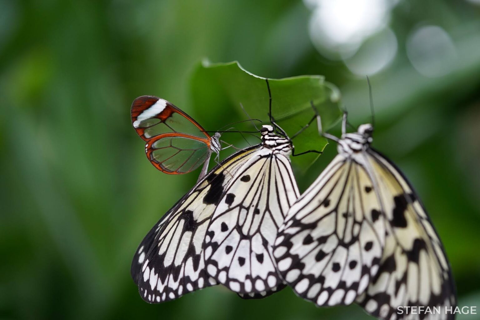 Vlinders aan de Vliet: mooie vlindertuin in Leidschendam